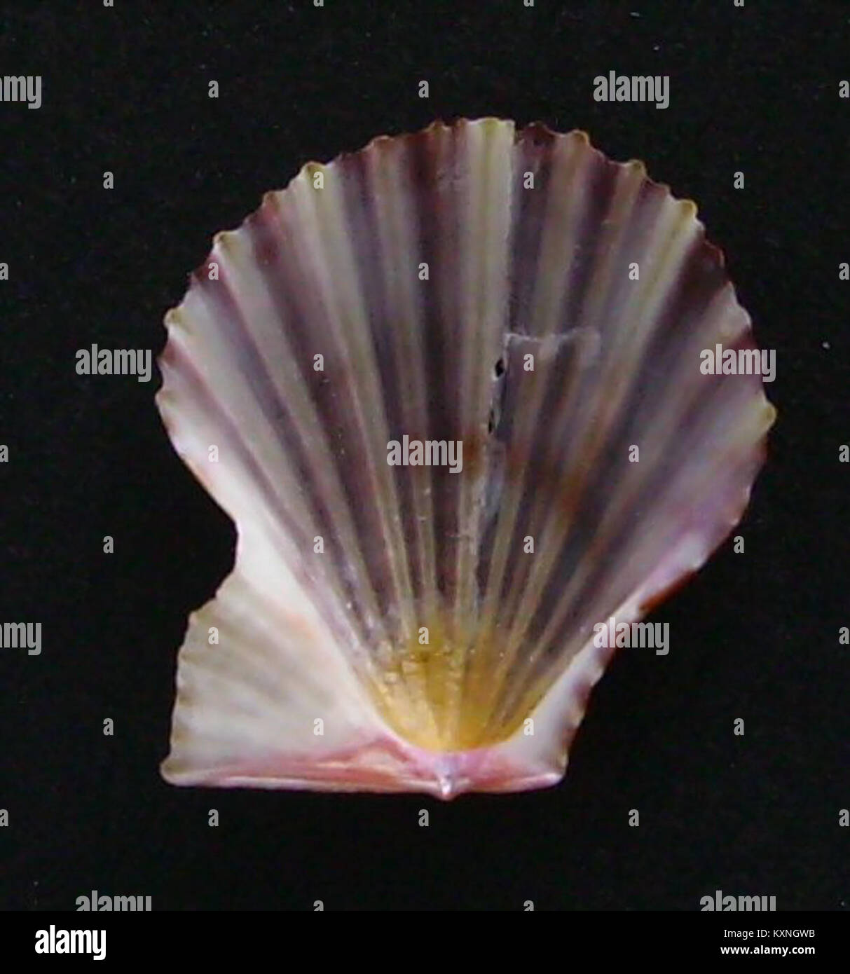 Chlamys zeelandona is a species of scallop found in marine environments ...