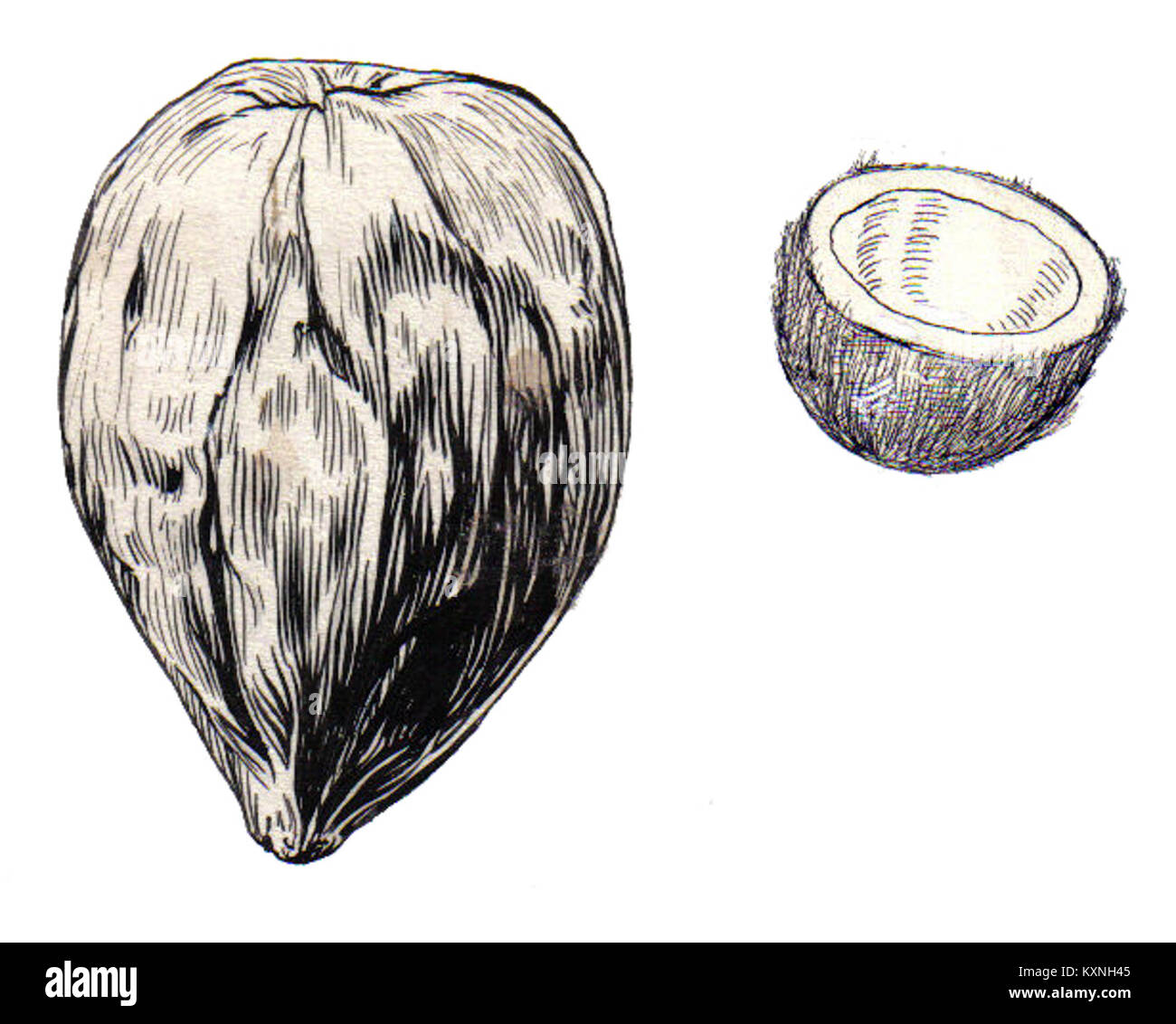 A scientific or culinary reference to the coconut, a tropical fruit ...