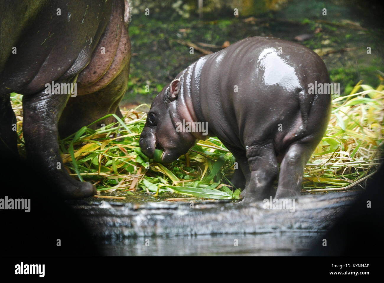 Singapore. 11th Jan, 2018. A 2-month-old pygmy hippo baby is seen ...