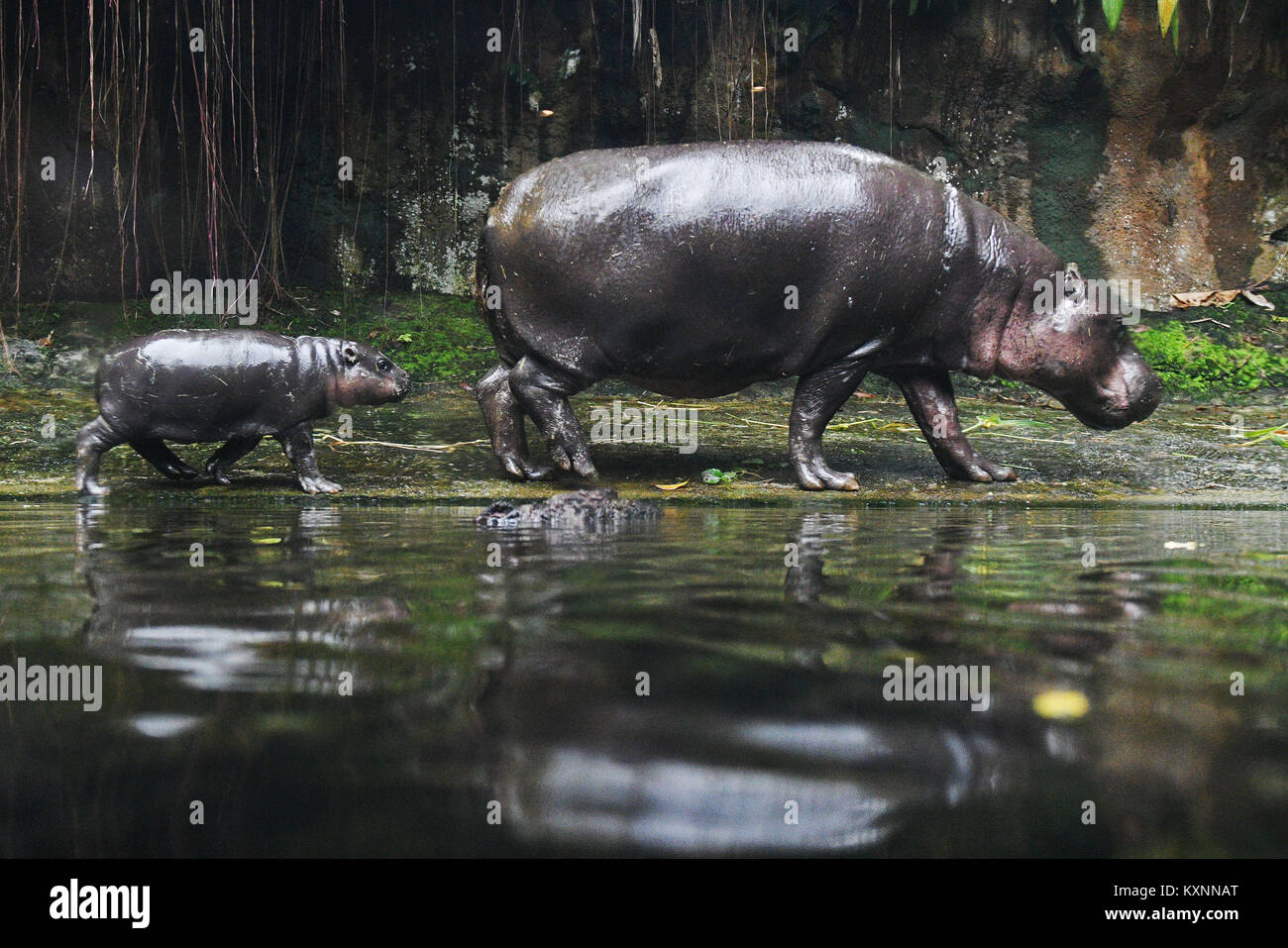Singapore. 11th Jan, 2018. A 2-month-old pygmy hippo baby (L) is seen ...