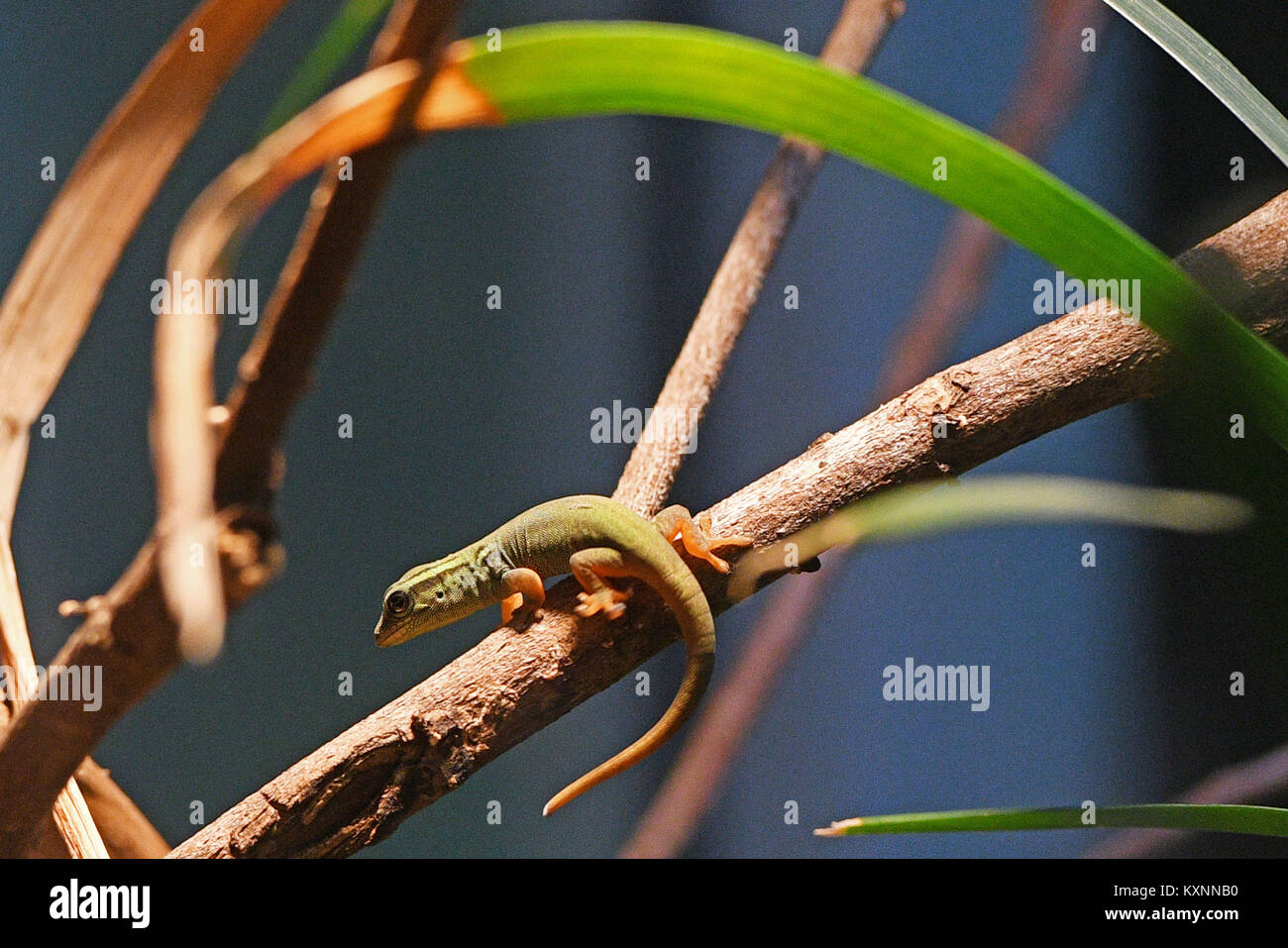 Singapore. 11th Jan, 2018. A critically endangered 3-week-old electric ...