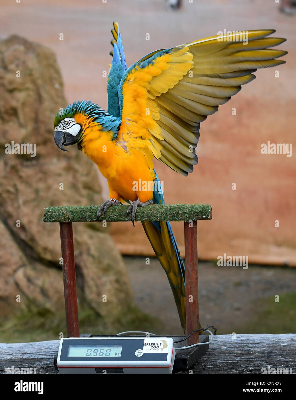Hanover, Germany. 11th Jan, 2018. The macaw "Lorenzoo" is weighed ...