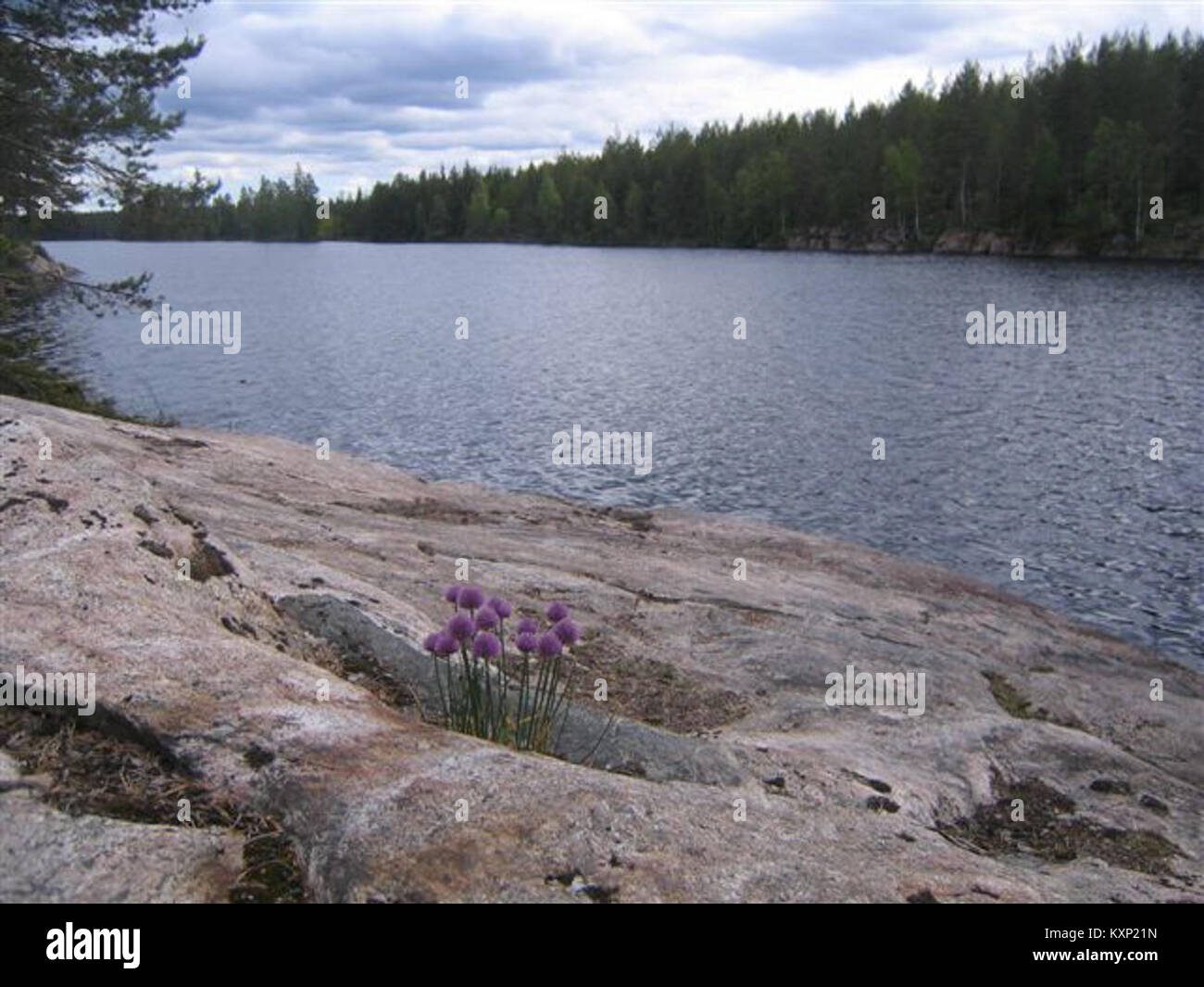 Chives growing on a rock near the B&B Vitakrala in Haddebo, Sweden, are ...