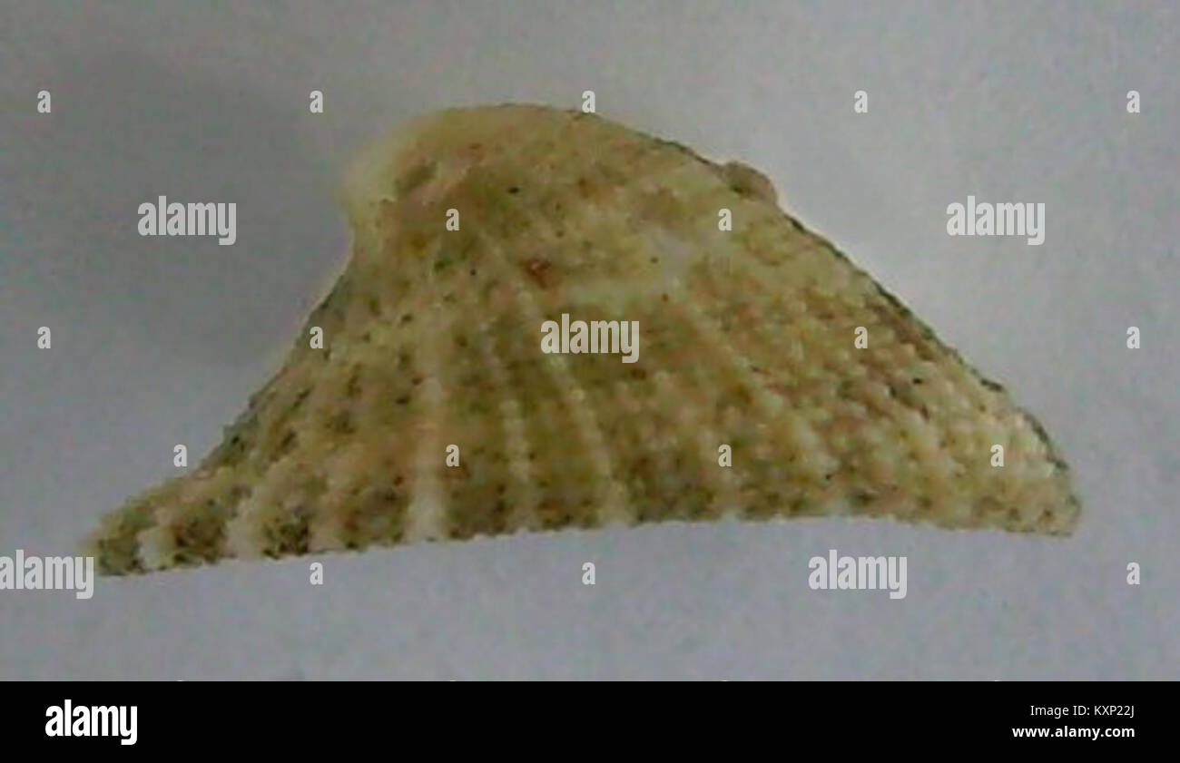 A detailed side view image of Emarginula striatula, a species of marine ...