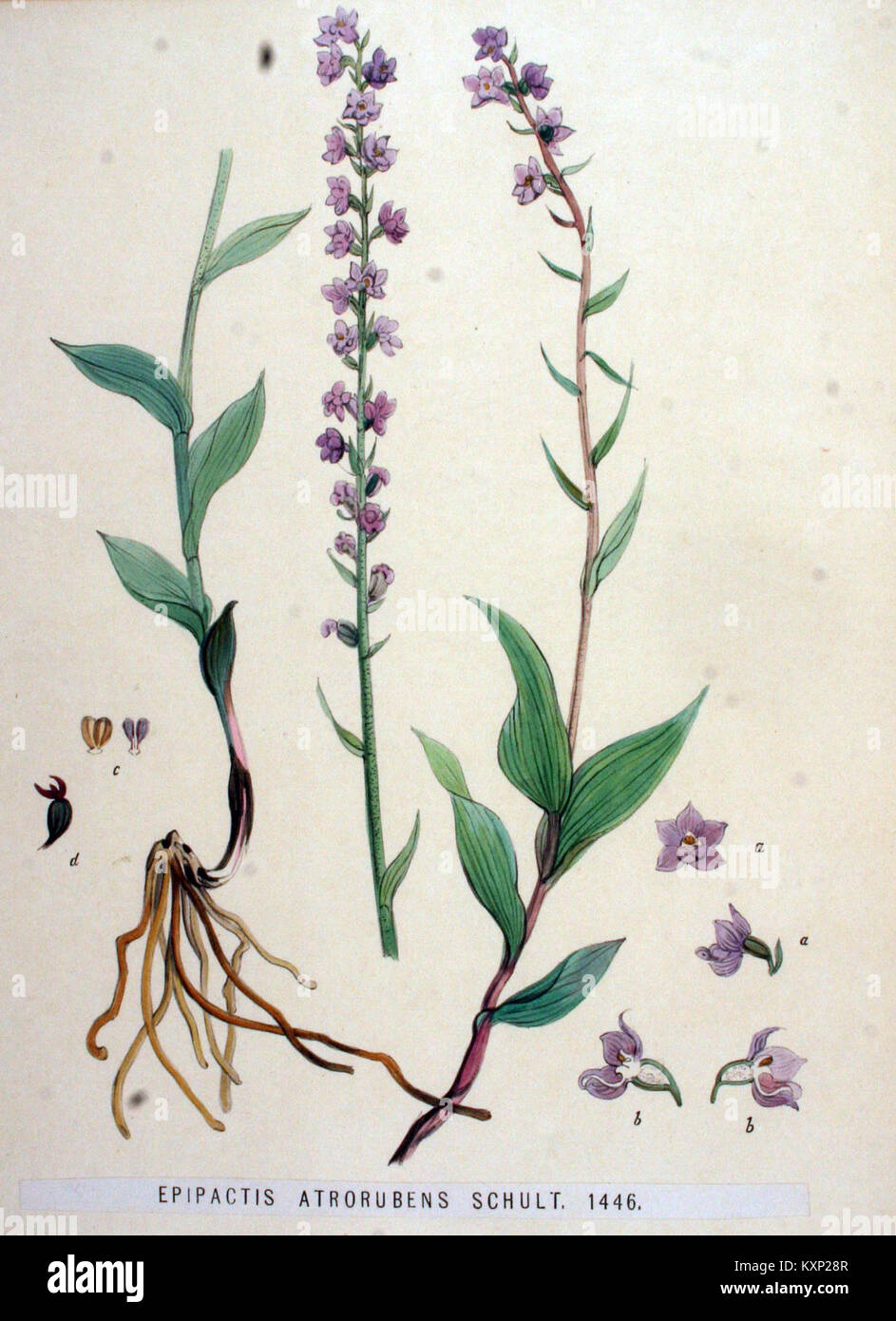 Epipactis illustration hi-res stock photography and images - Alamy