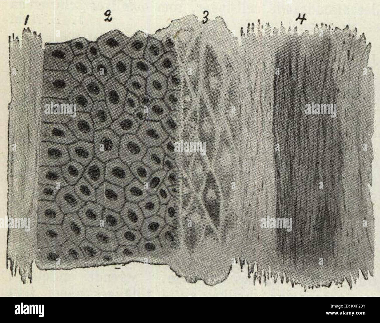 This image shows an entry from the 'Nordisk Familjebok,' a ...