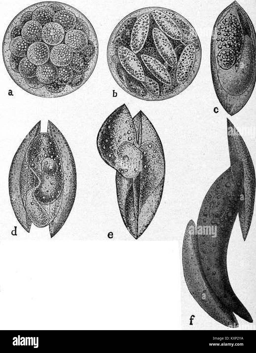 Spore germination hi-res stock photography and images - Alamy