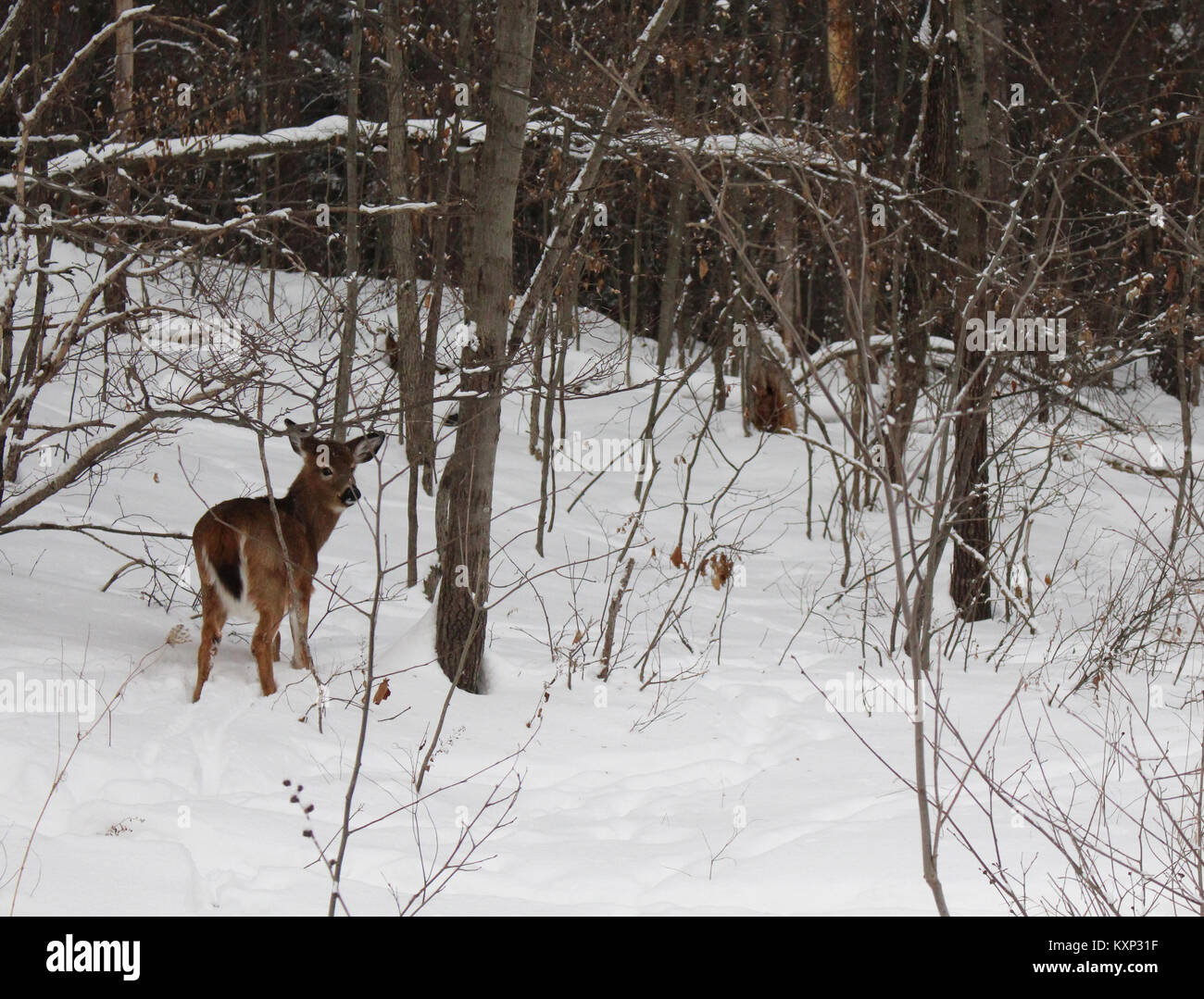 baby deer in the snow by trees Stock Photo - Alamy
