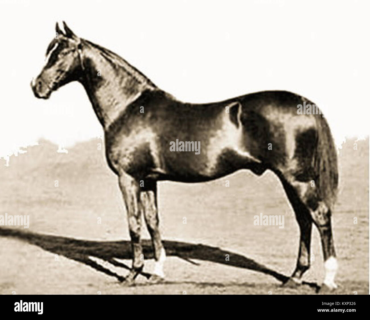 Cyllene hi-res stock photography and images - Alamy