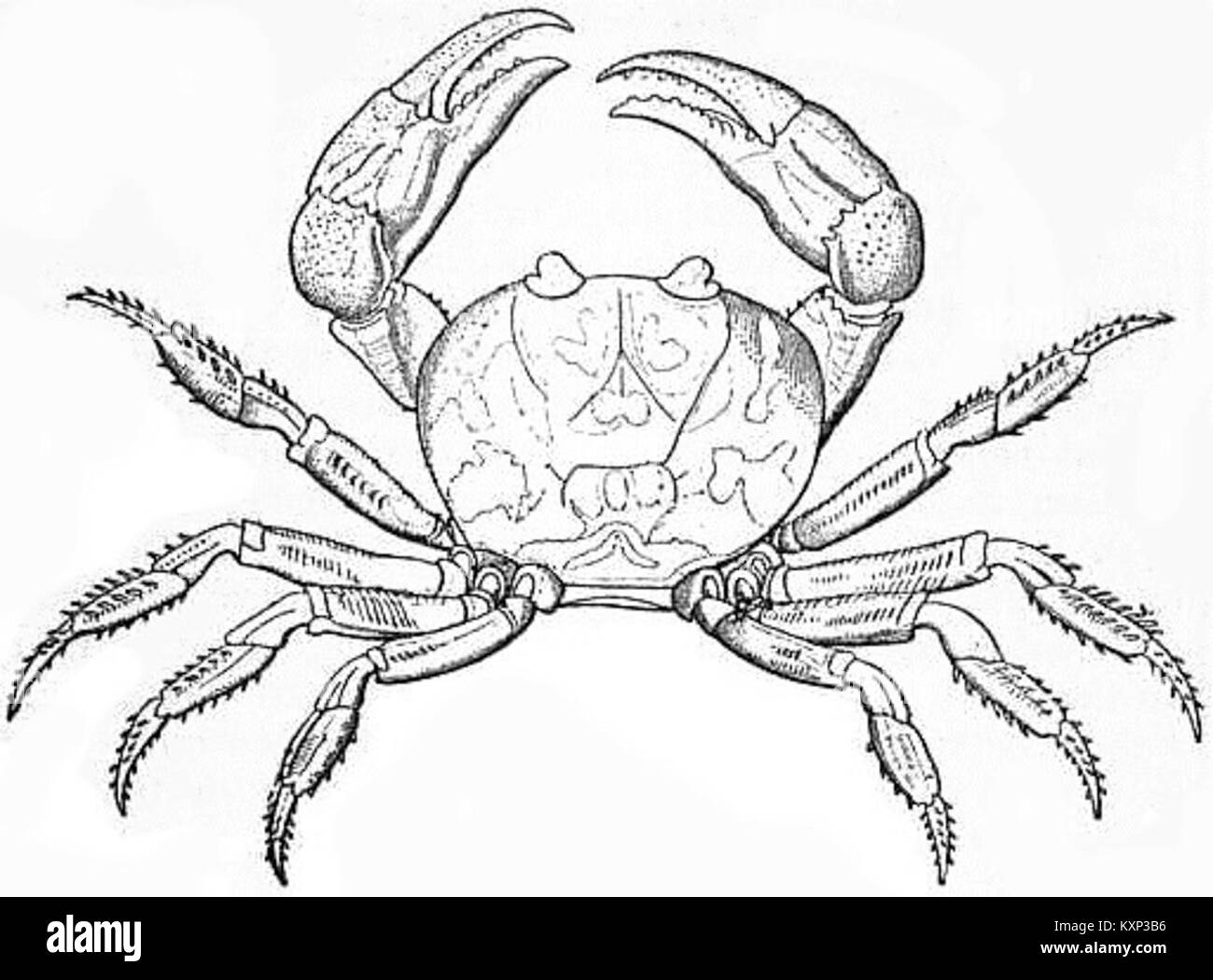 Terrestrial areas hi-res stock photography and images - Alamy