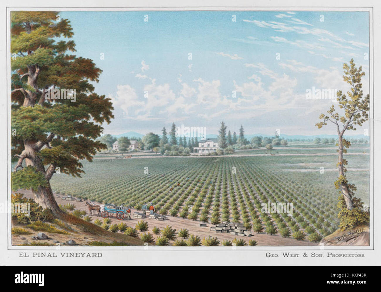 El Pinal Vineyard (2006-0239 Stock Photo - Alamy