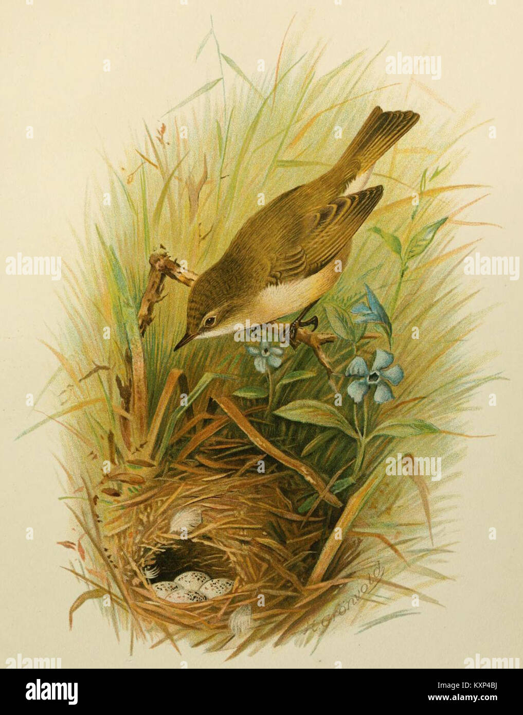 Chiff chaff bird hi-res stock photography and images - Alamy