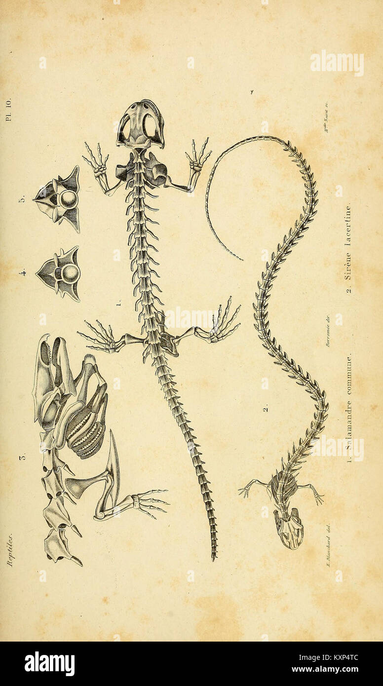 A comprehensive reptile reference detailing morphology, classification ...