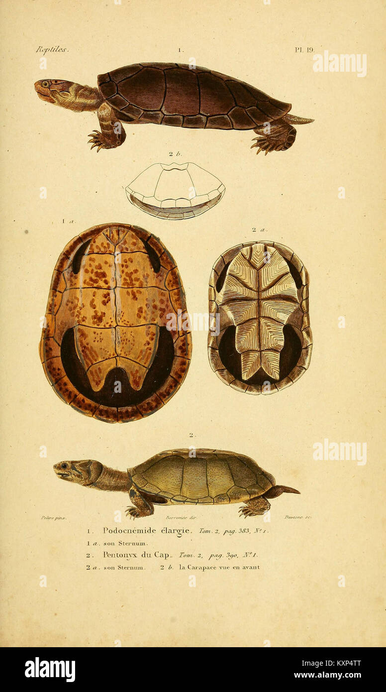 A detailed herpetology text describing reptile species, their habitats ...