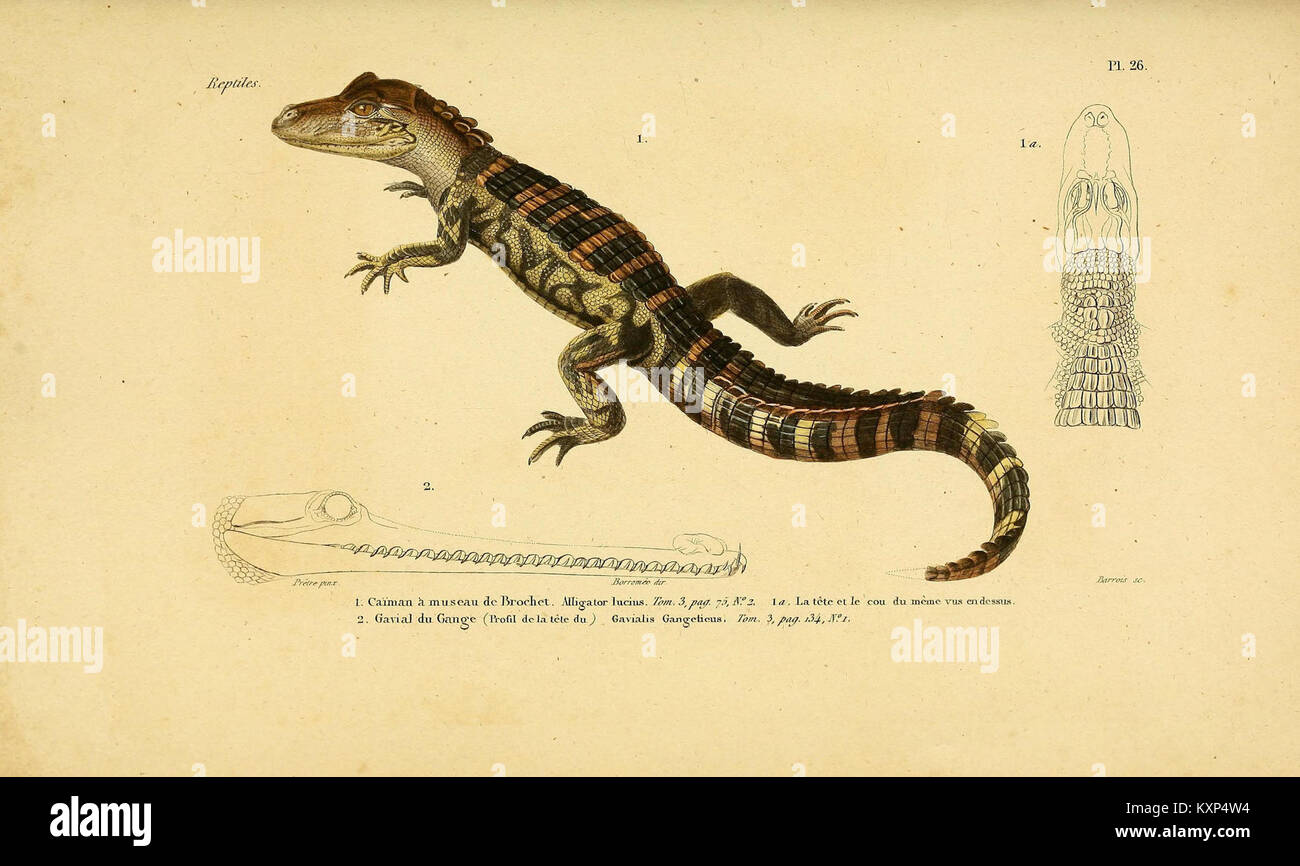 A comprehensive work on the natural history of reptiles, detailing ...