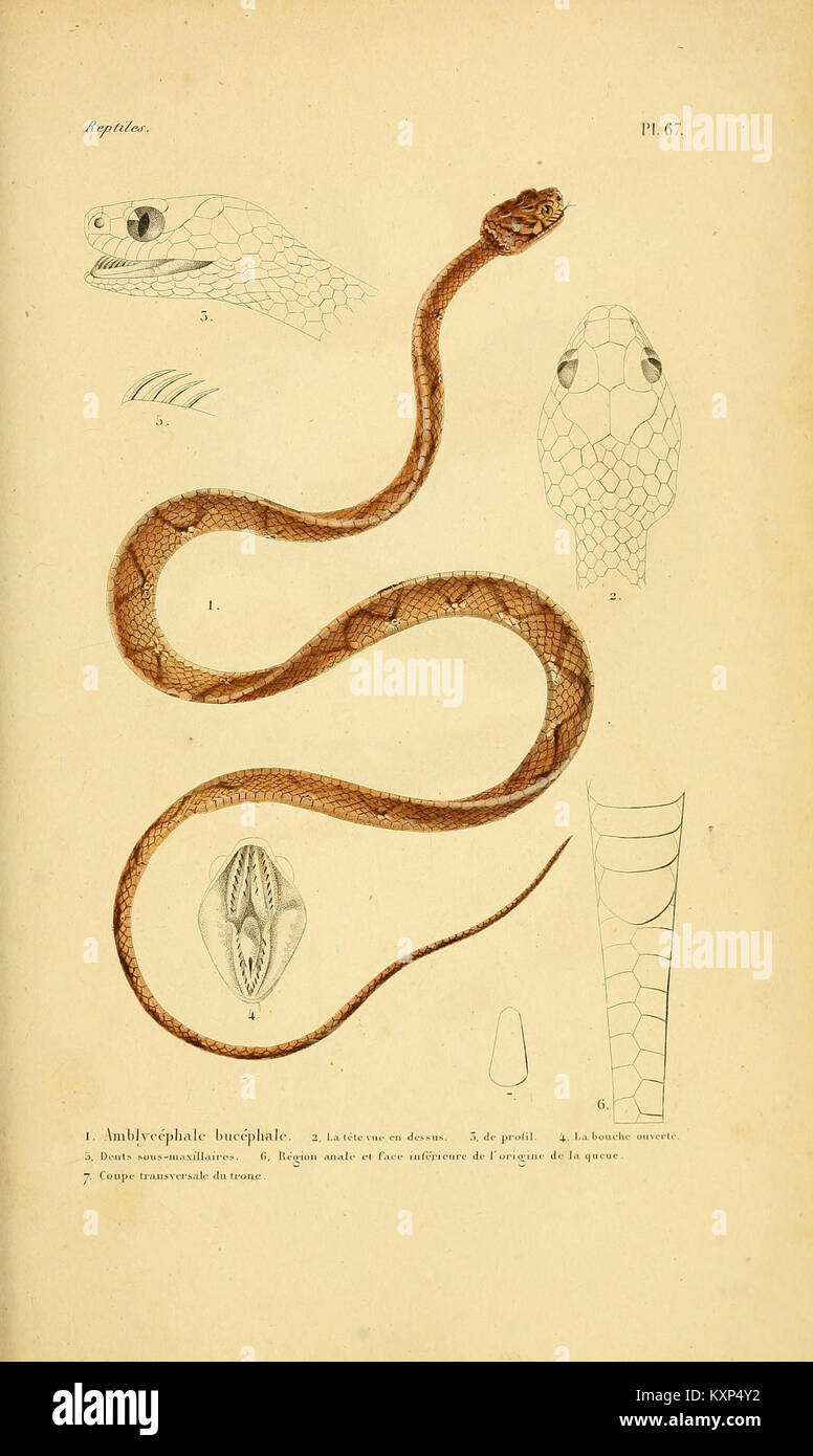 Comprehensive study of reptiles, documenting species, anatomy, habitats ...