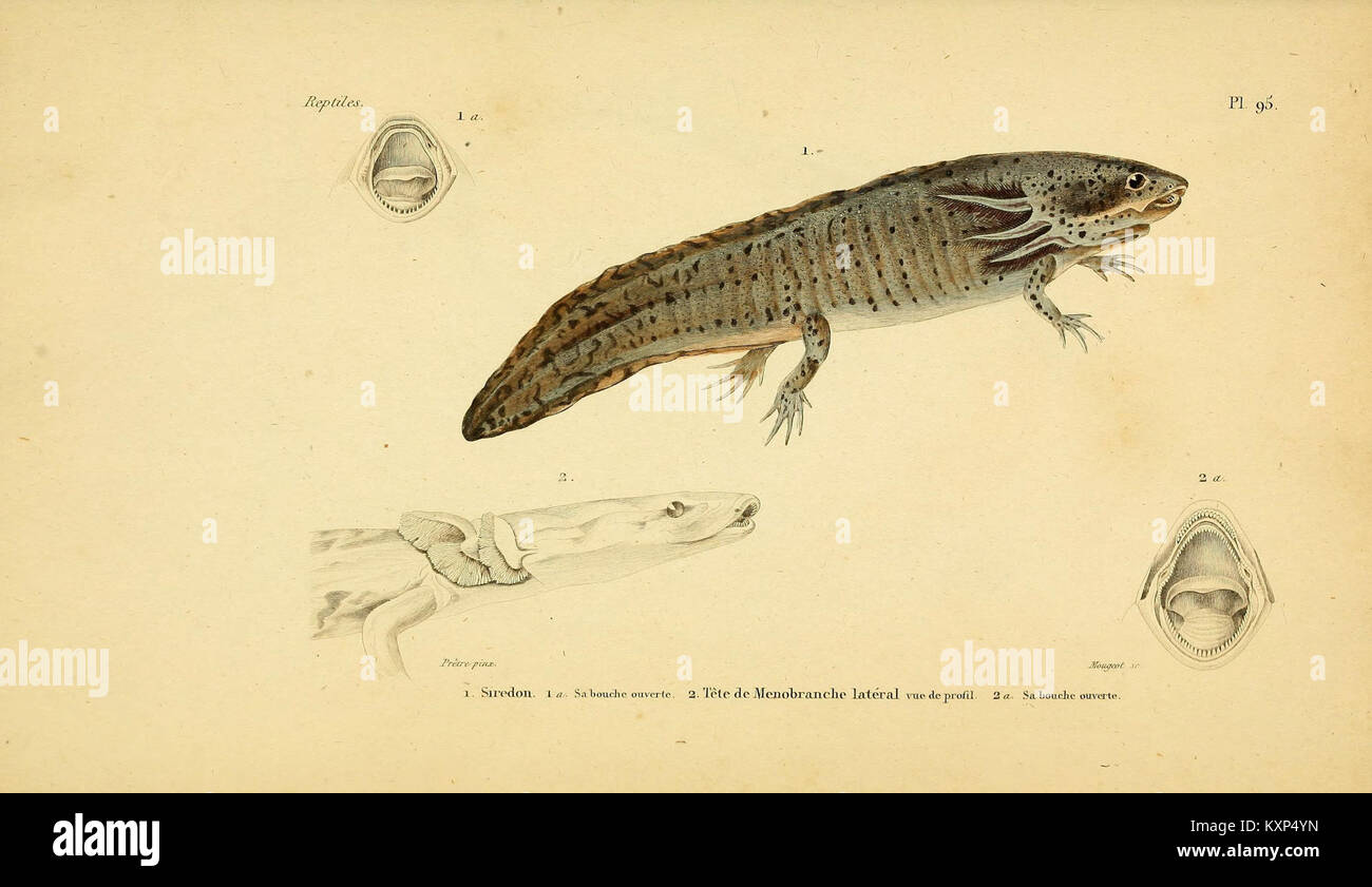 Study of reptiles covering anatomy, behavior, ecology, and ...