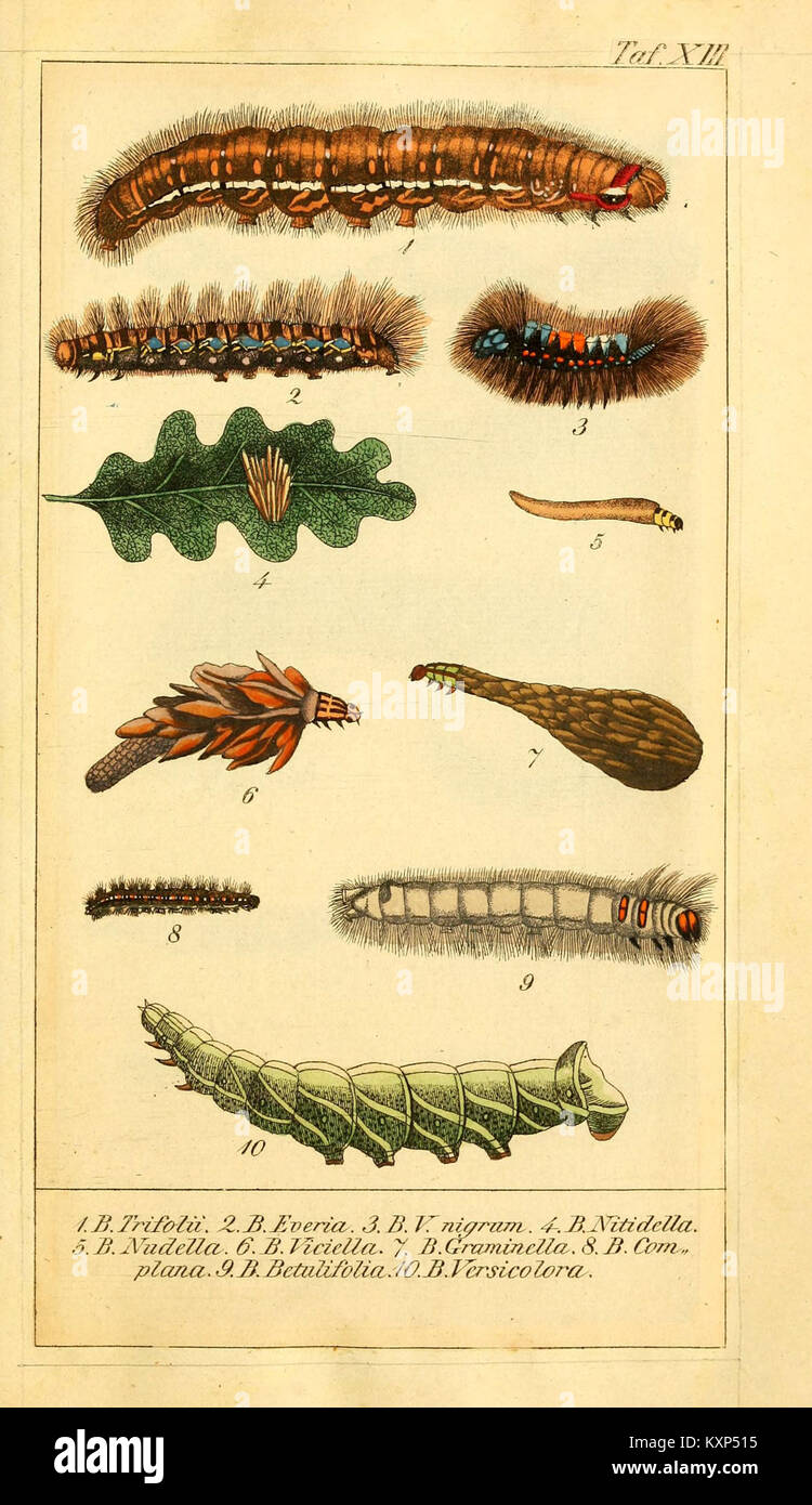 Illustration showing European caterpillar species, detailing morphology ...