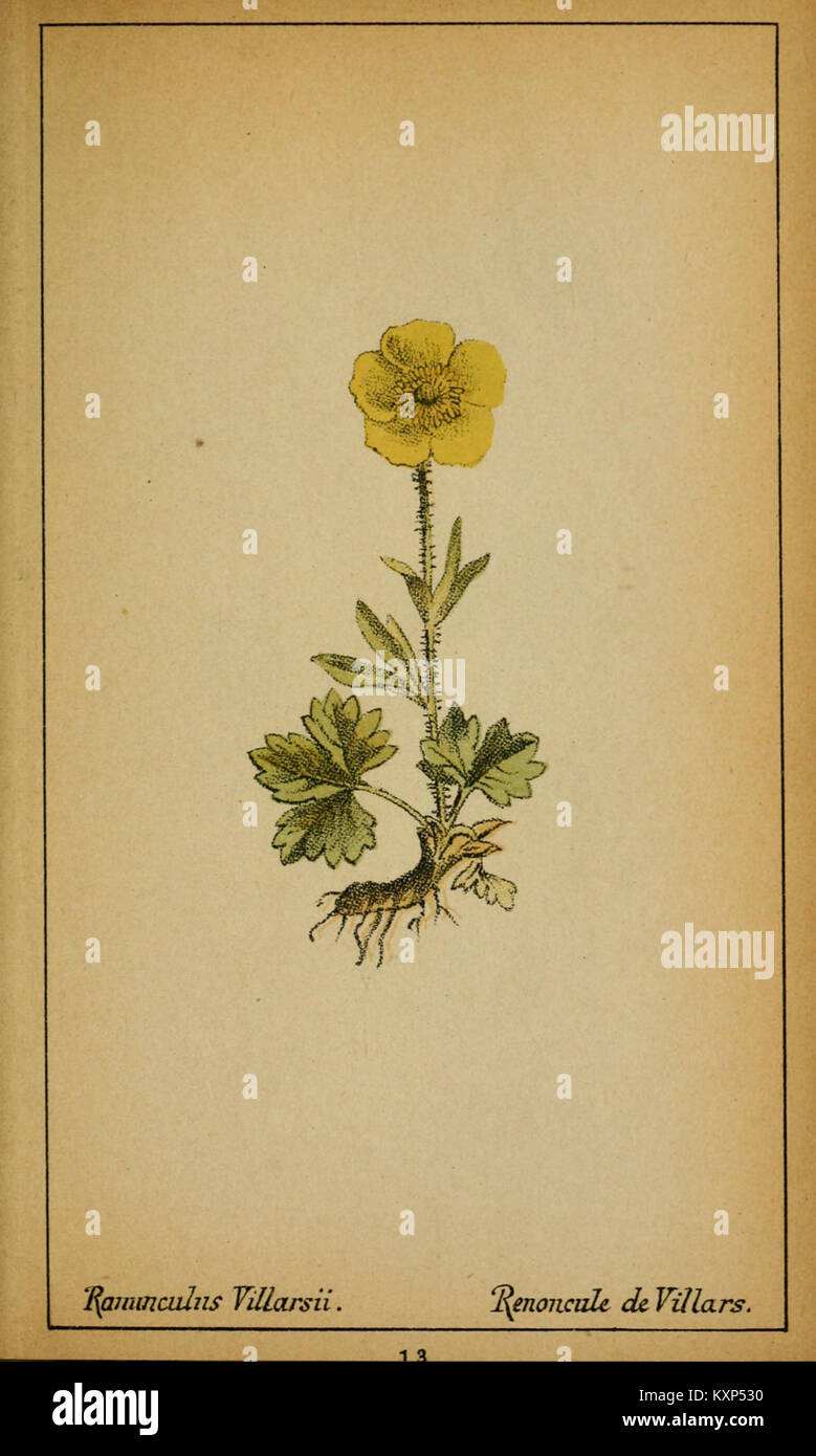 Plate 13 from 'Choix de plantes de l'Europe centrale' depicts Central ...