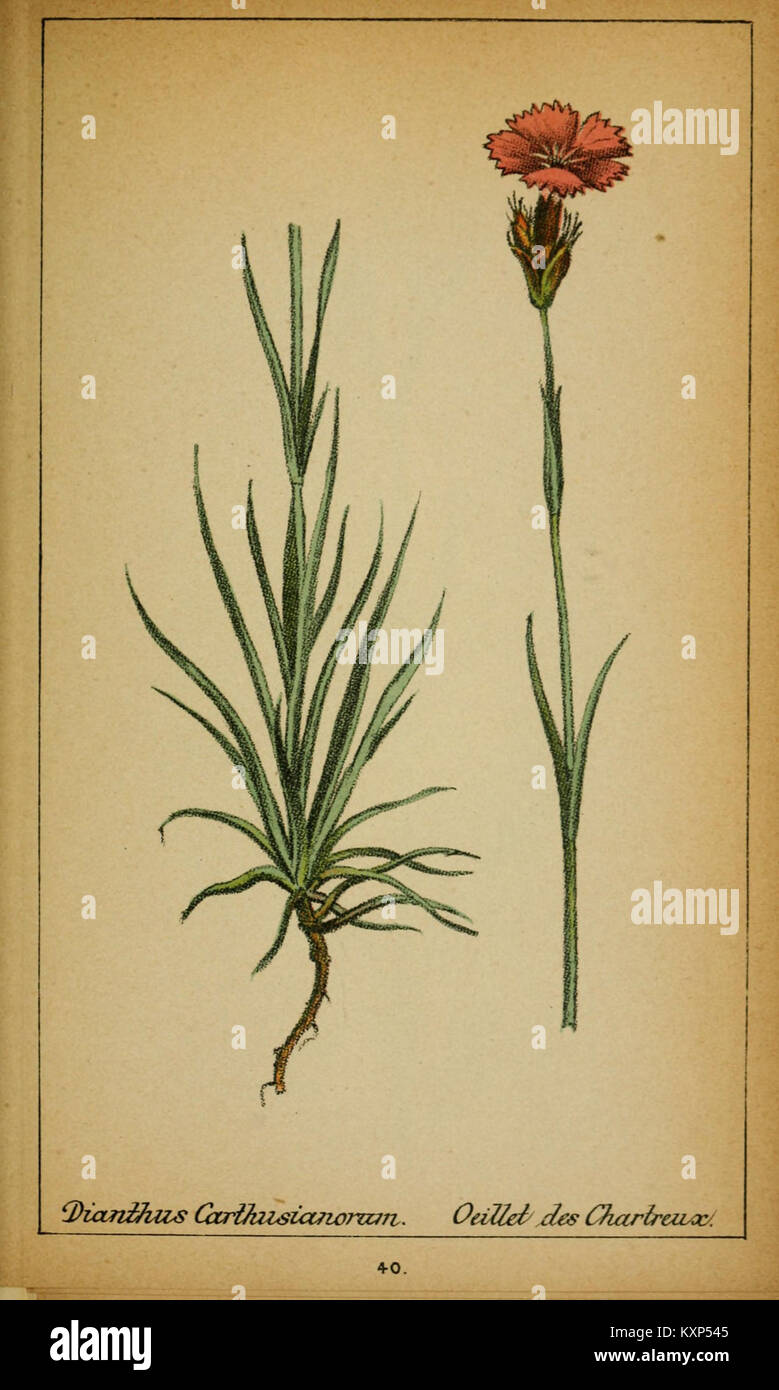 Plate 40 of *Choix de plantes de l'Europe centrale* illustrates plant ...