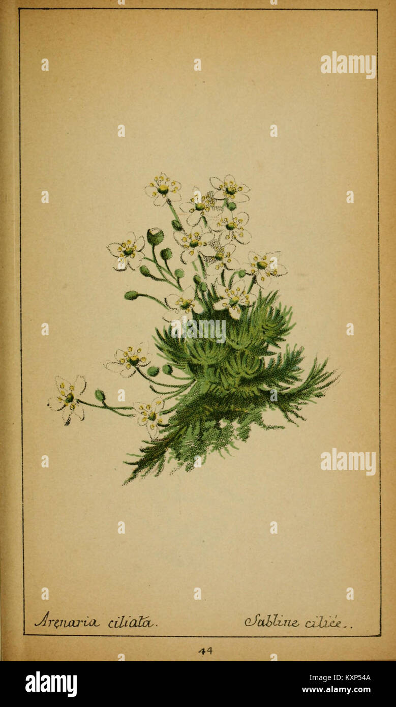 This botanical plate from 'Choix de plantes de l'Europe centrale ...