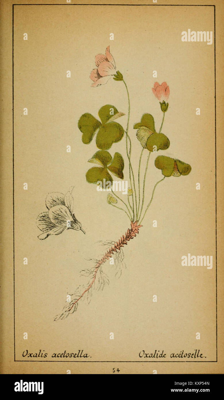 Plate 54 from a botanical collection illustrates Central European ...