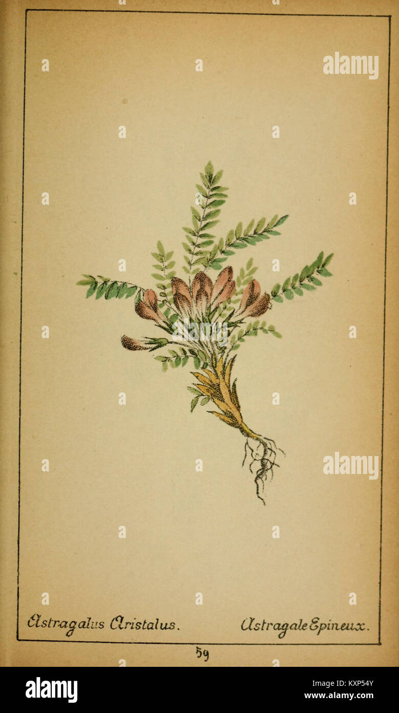 A botanical illustration of Central European plants, highlighting ...