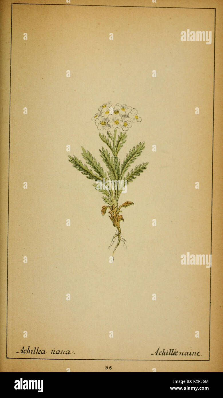 This illustration from 'Choix de plantes de l'Europe centrale' depicts ...