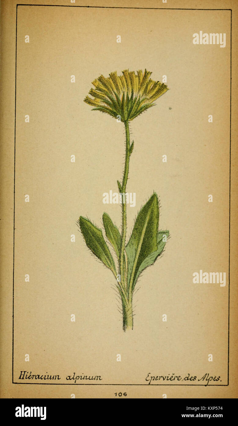 Botanical illustration of Central European plants, focusing on species ...