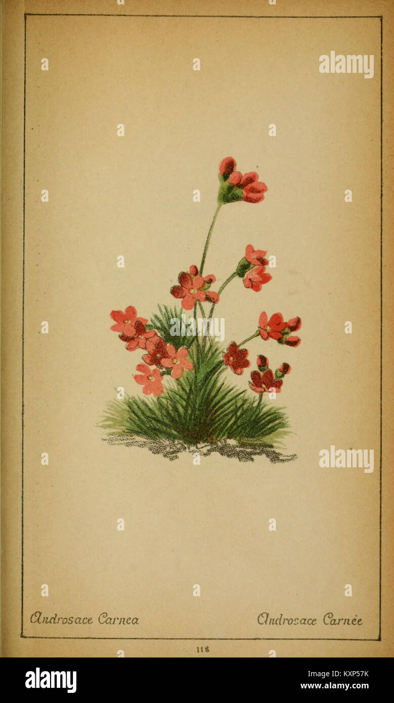 This illustration depicts plants native to Central Europe, specifically ...