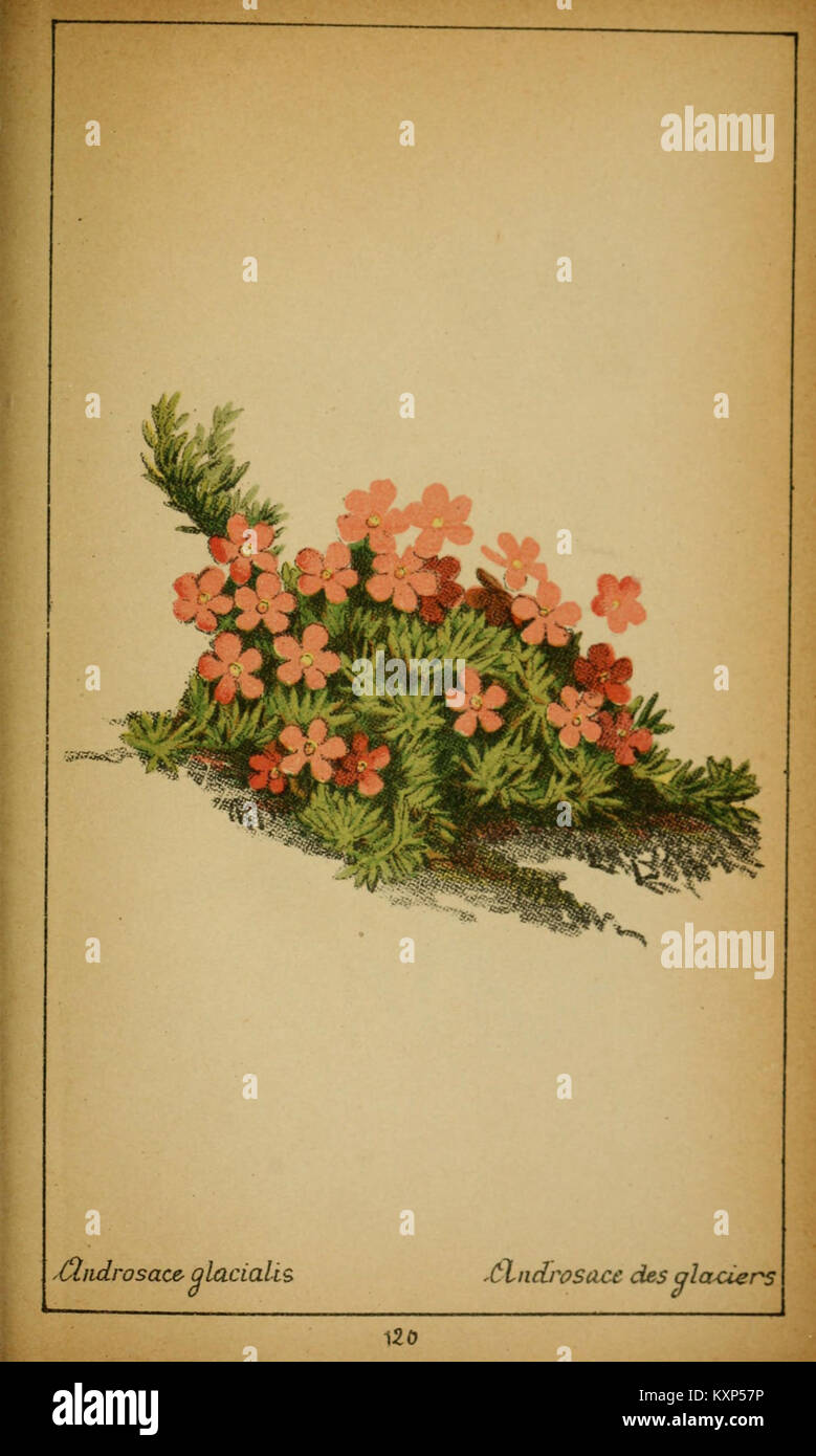 Plantidentificationstudy hi-res stock photography and images - Alamy