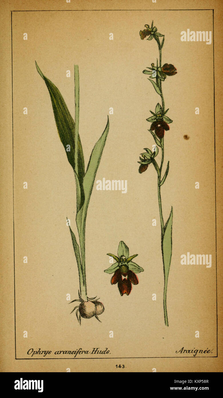 Botanical illustration of Central European plants, including species ...