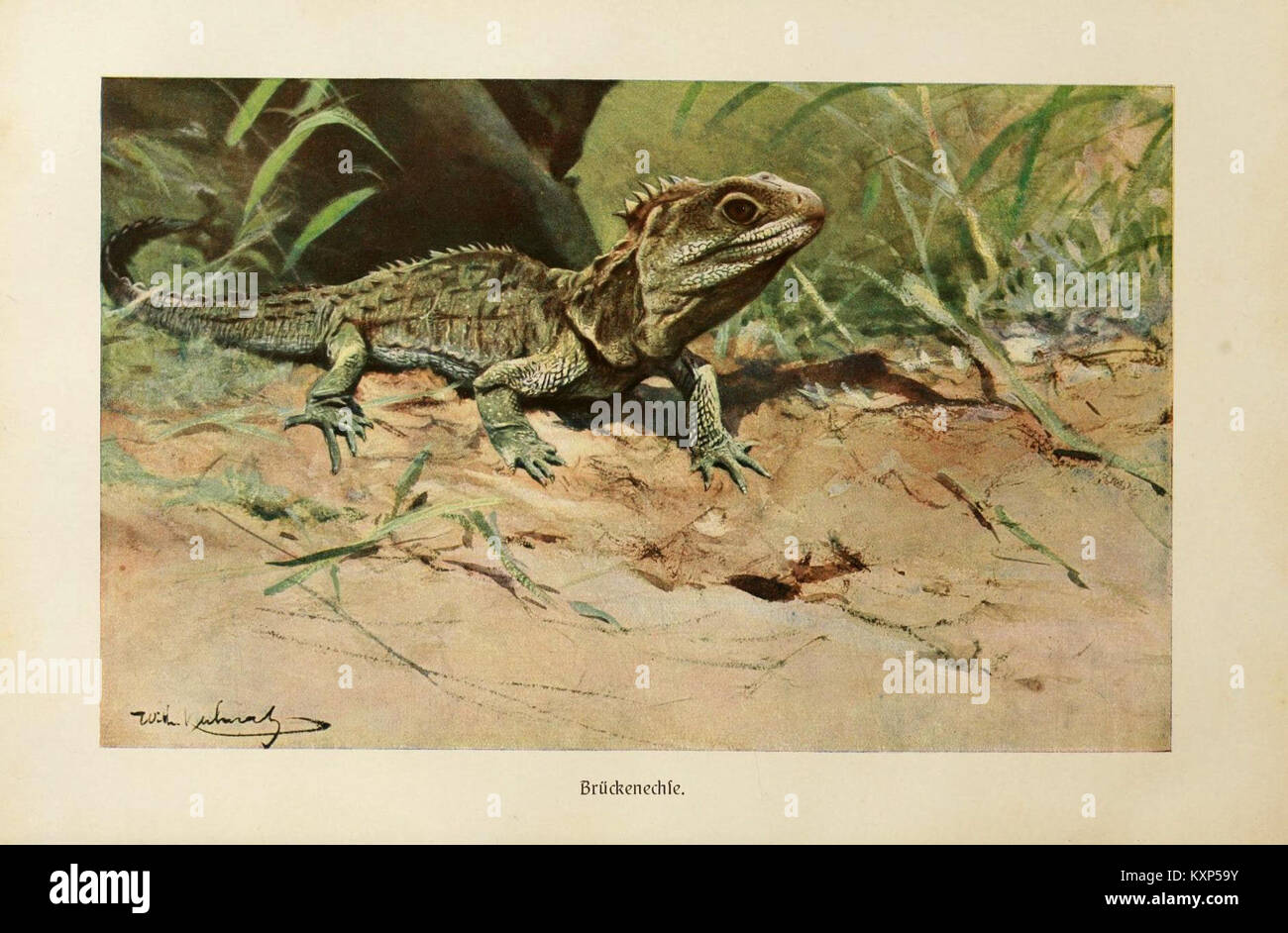 Plate from Brehms Tierleben depicting a bridge-dwelling lizard ...
