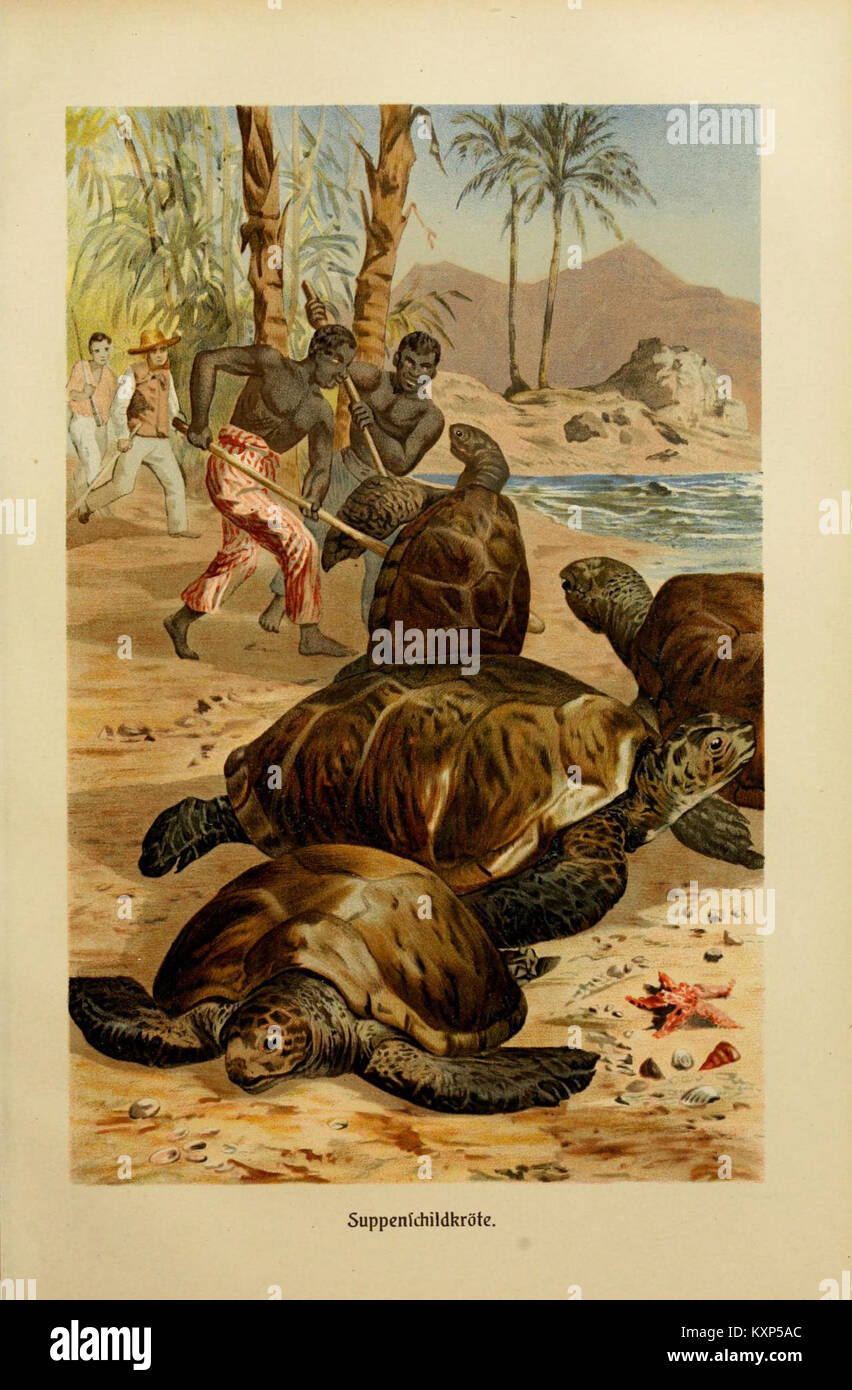 Illustration of the softshell turtle (suppenschildkröte) from Brehm's ...