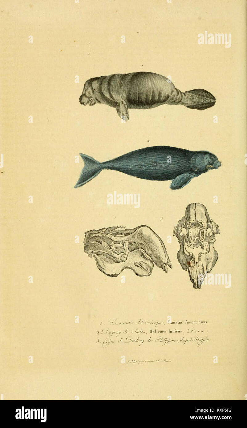 'Compléments de Buffon' is a work supplementing the famous natural ...