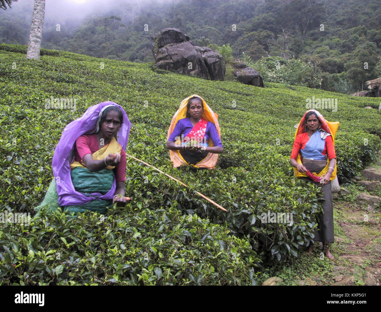 Women tea pickers in Nuwara Eliya, Sri Lanka. The image captures the ...