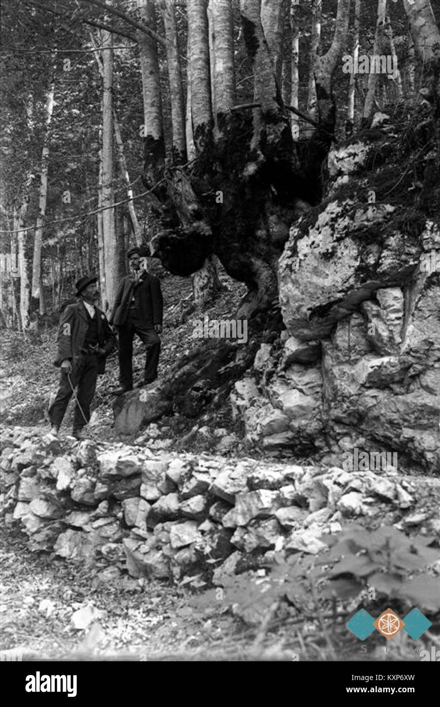 Photograph from 1912 showing the Bukev tree structure made up of 13 ...