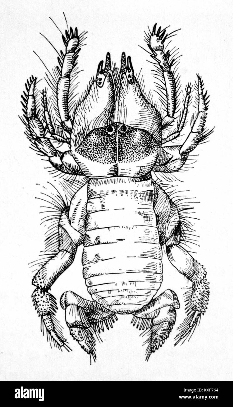 Illustration of a Chelypus specimen, showing morphological features and ...