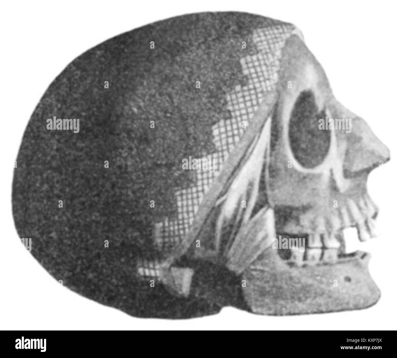 Noble skull hi-res stock photography and images - Alamy