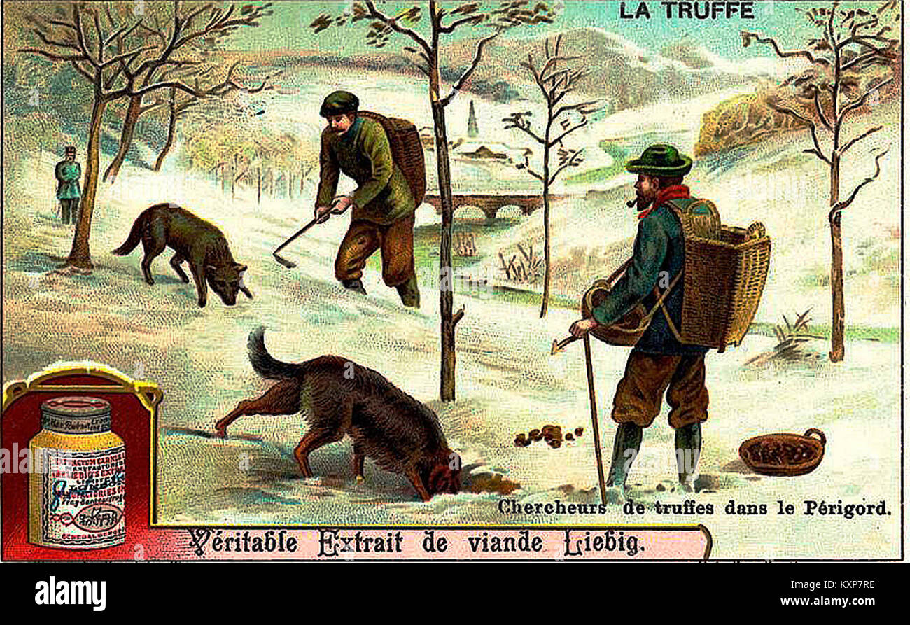 This title depicts the truffle hunters in the Périgord region of France ...
