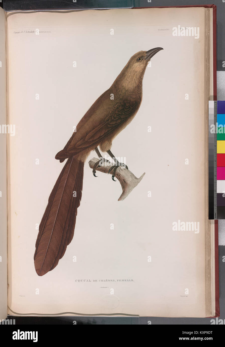 A female Coucal from the species C. l. belies, likely part of a ...