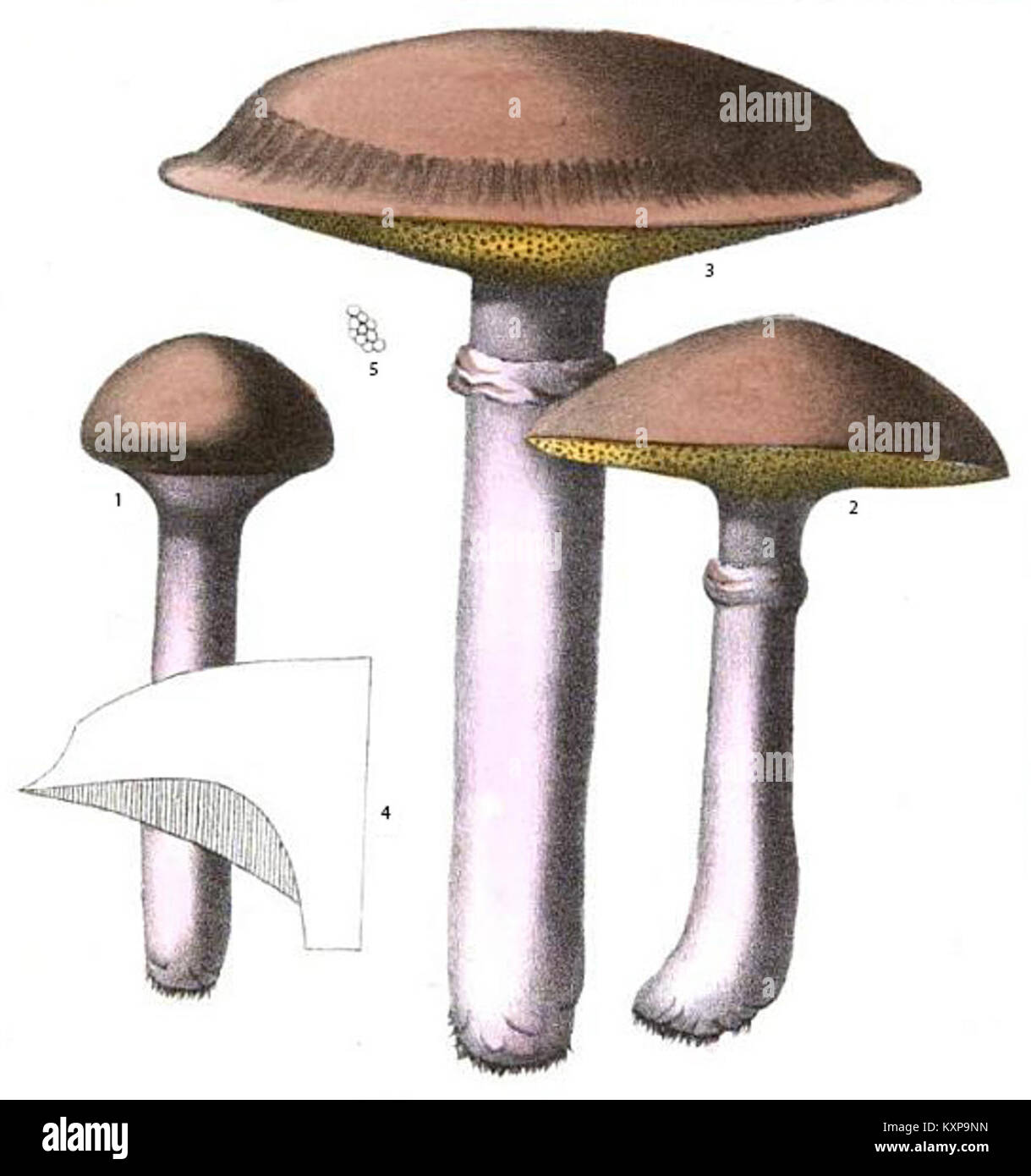 Boletus species Cut Out Stock Images & Pictures - Alamy