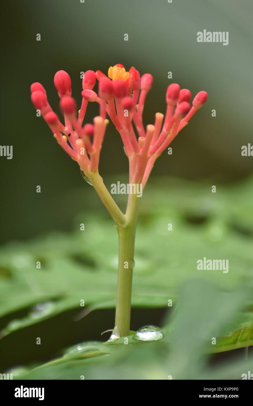 Jatropha multifida L Stock Photo - Alamy