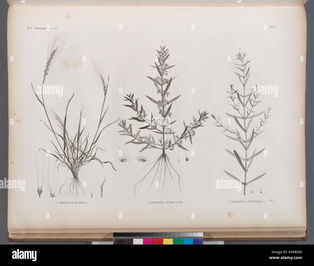 Botanical illustration of wheat hi-res stock photography and images - Alamy