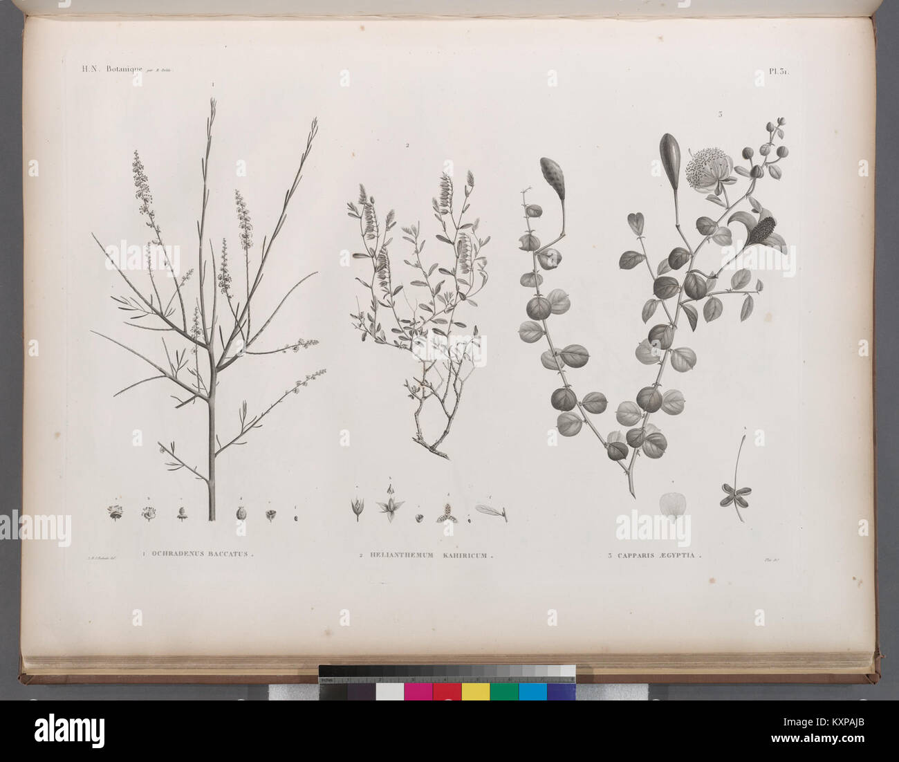 Plants key botanical characteristics hi-res stock photography and ...