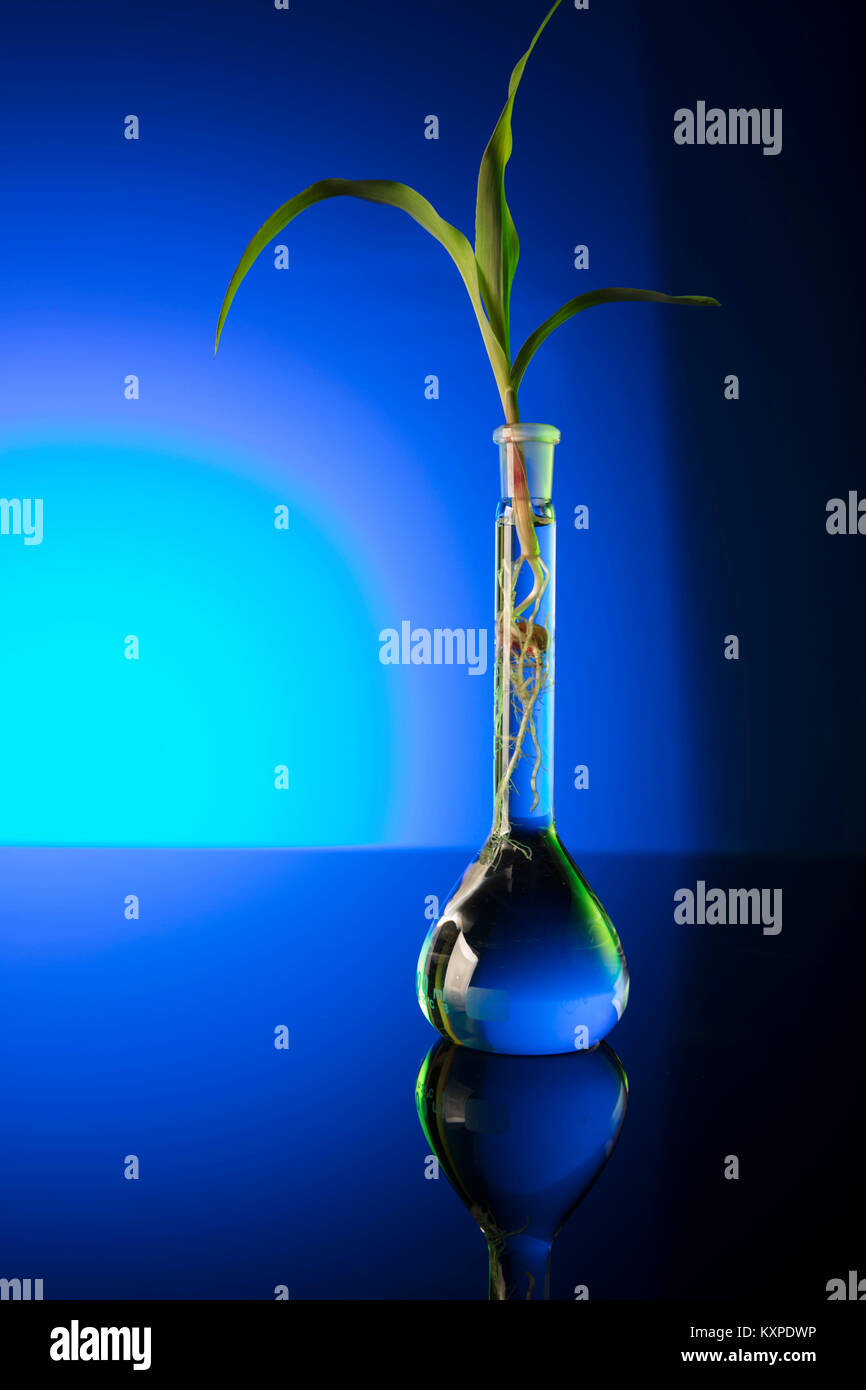 Biotechnology theme. Laboratory concept. Beakers and test-tubes. Blue ...