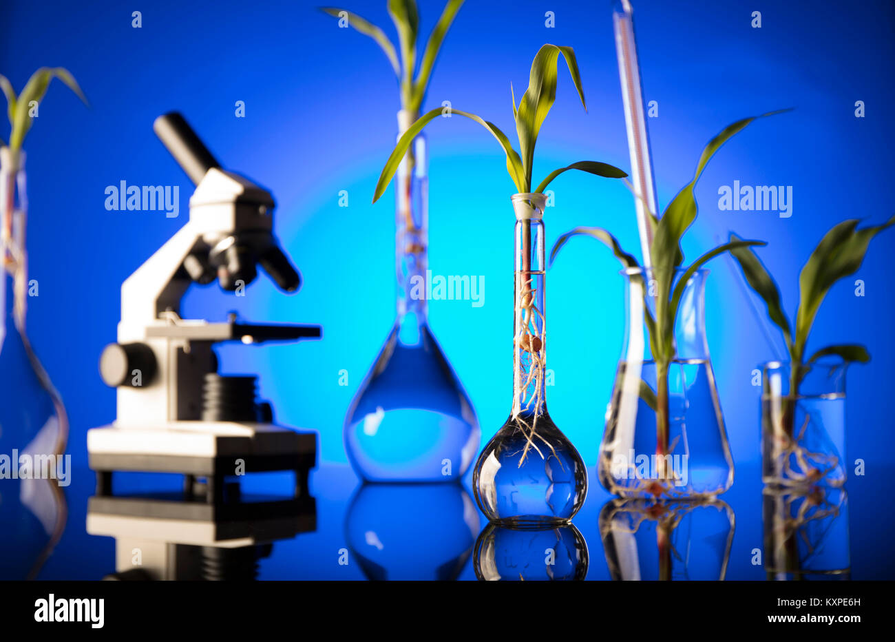 Biotechnology theme. Laboratory concept. Beakers and test-tubes. Blue ...