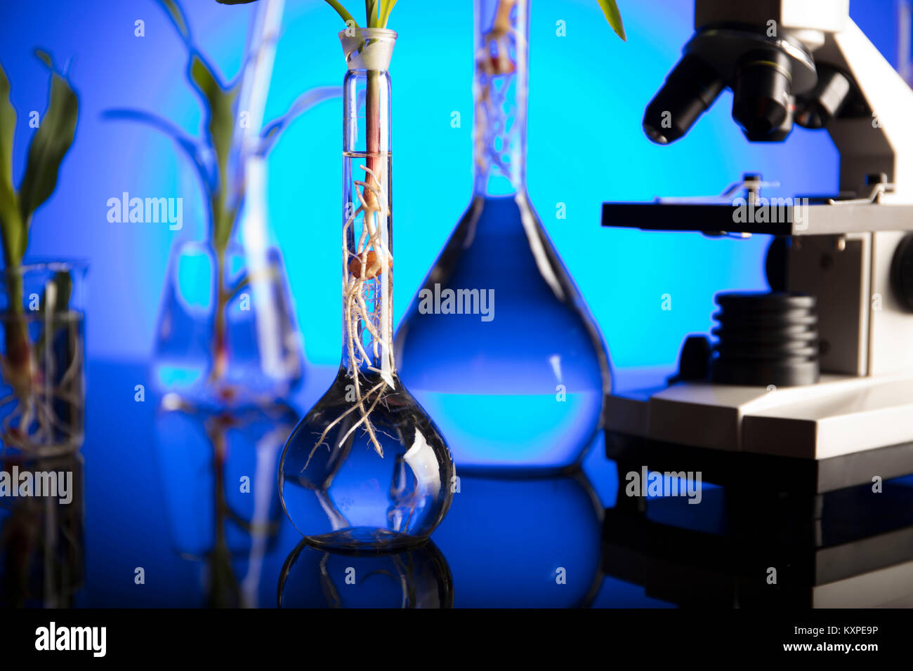 Biotechnology theme. Laboratory concept. Beakers and test-tubes. Blue ...