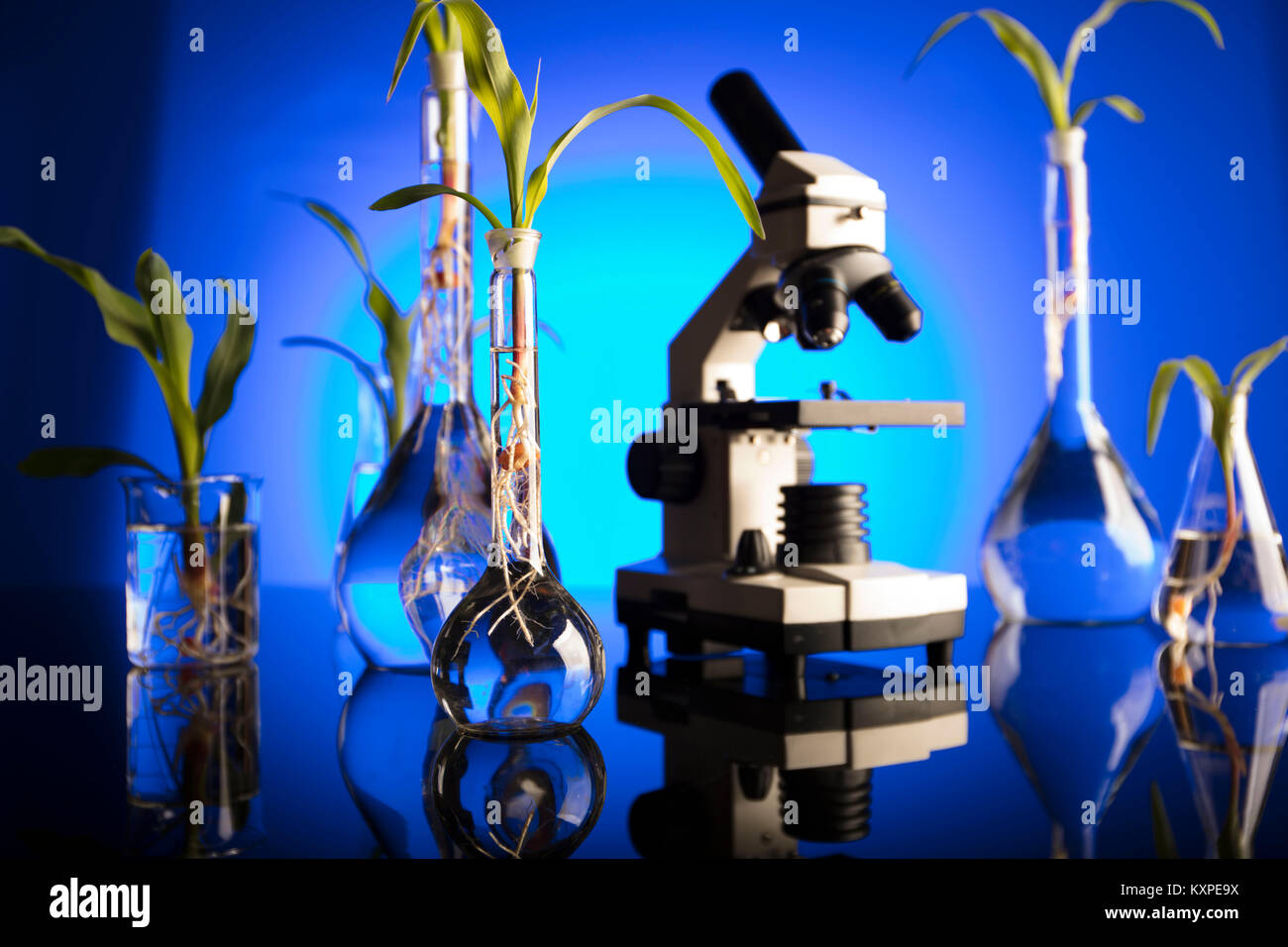 Biotechnology theme. Laboratory concept. Beakers and test-tubes. Blue ...