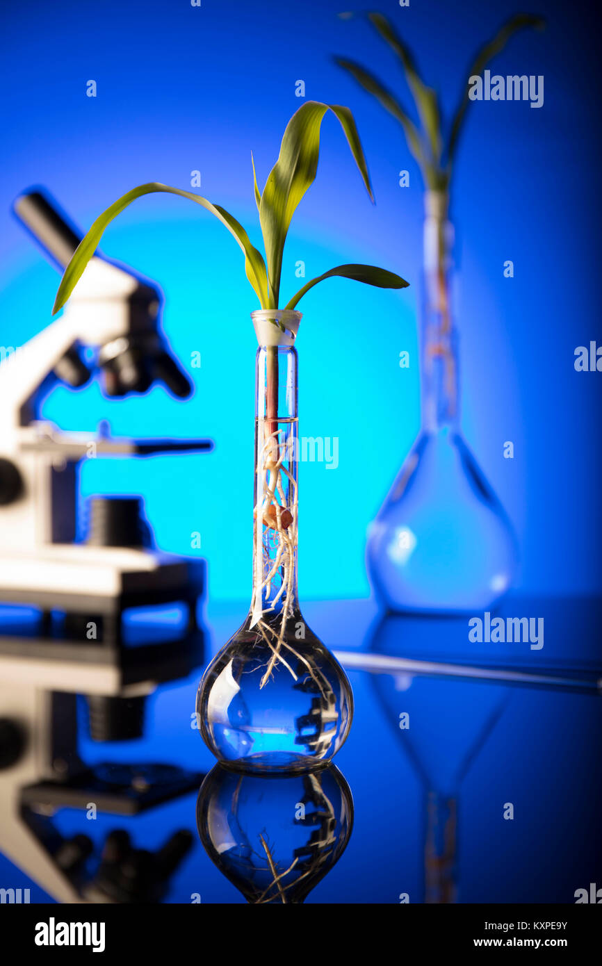 Biotechnology theme. Laboratory concept. Beakers and test-tubes. Blue ...